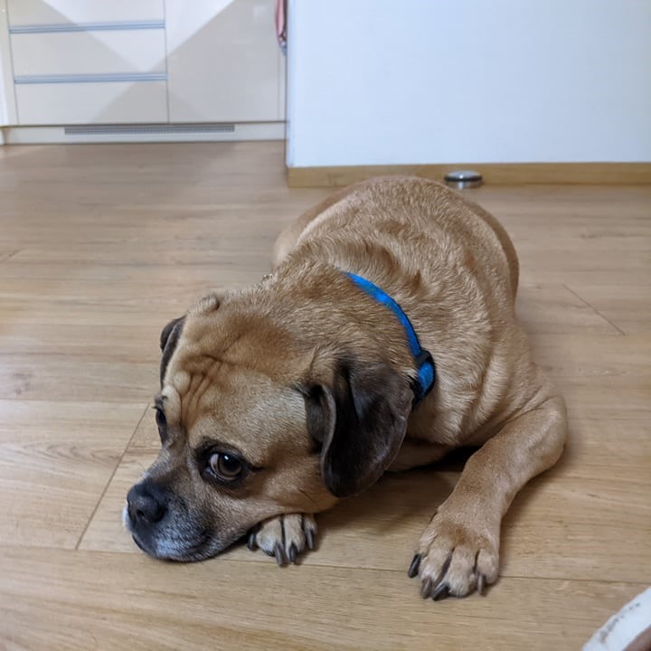 BAILEY - PEJSEK K ADOPCI